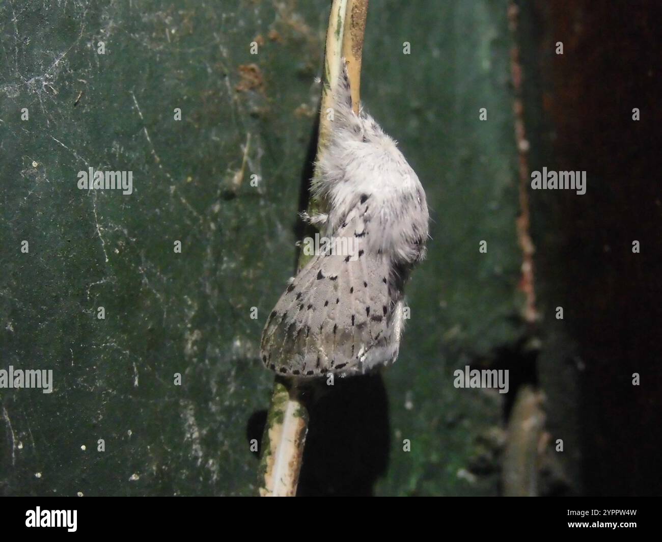 Dot-lined White (Artace cribrarius Stock Photo - Alamy