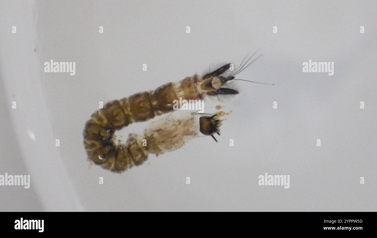 Dixa hi-res stock photography and images - Alamy