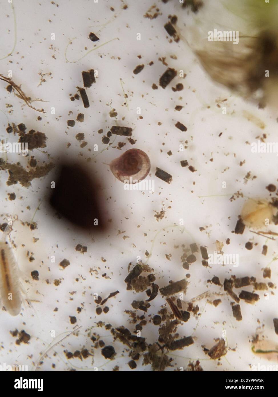 Ramshorn snails (Planorbidae Stock Photo - Alamy