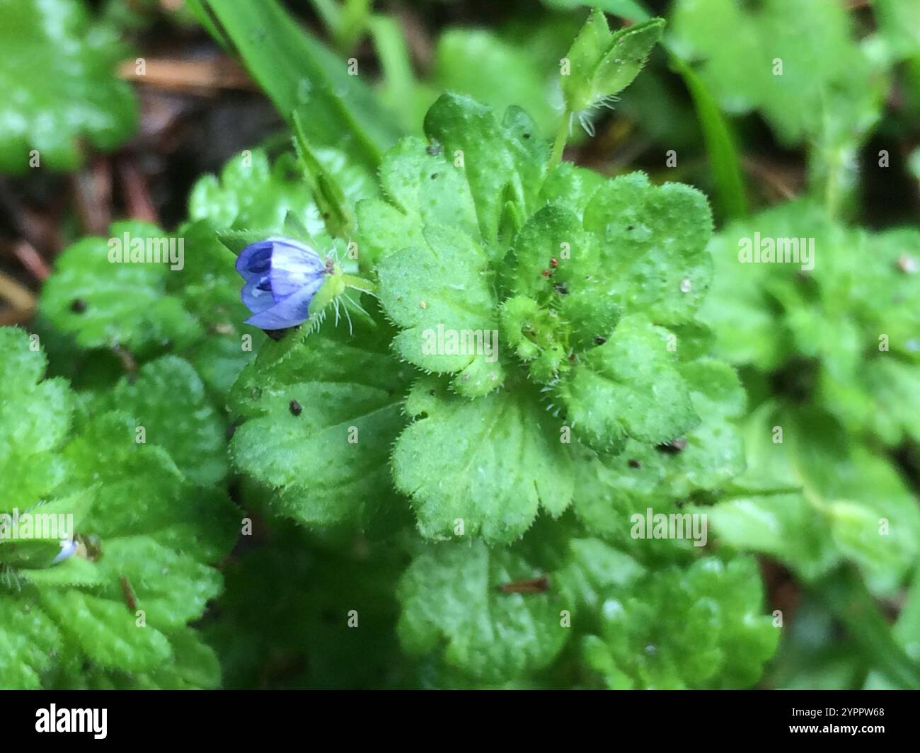 bird's-eye speedwell (Veronica persica Stock Photo - Alamy