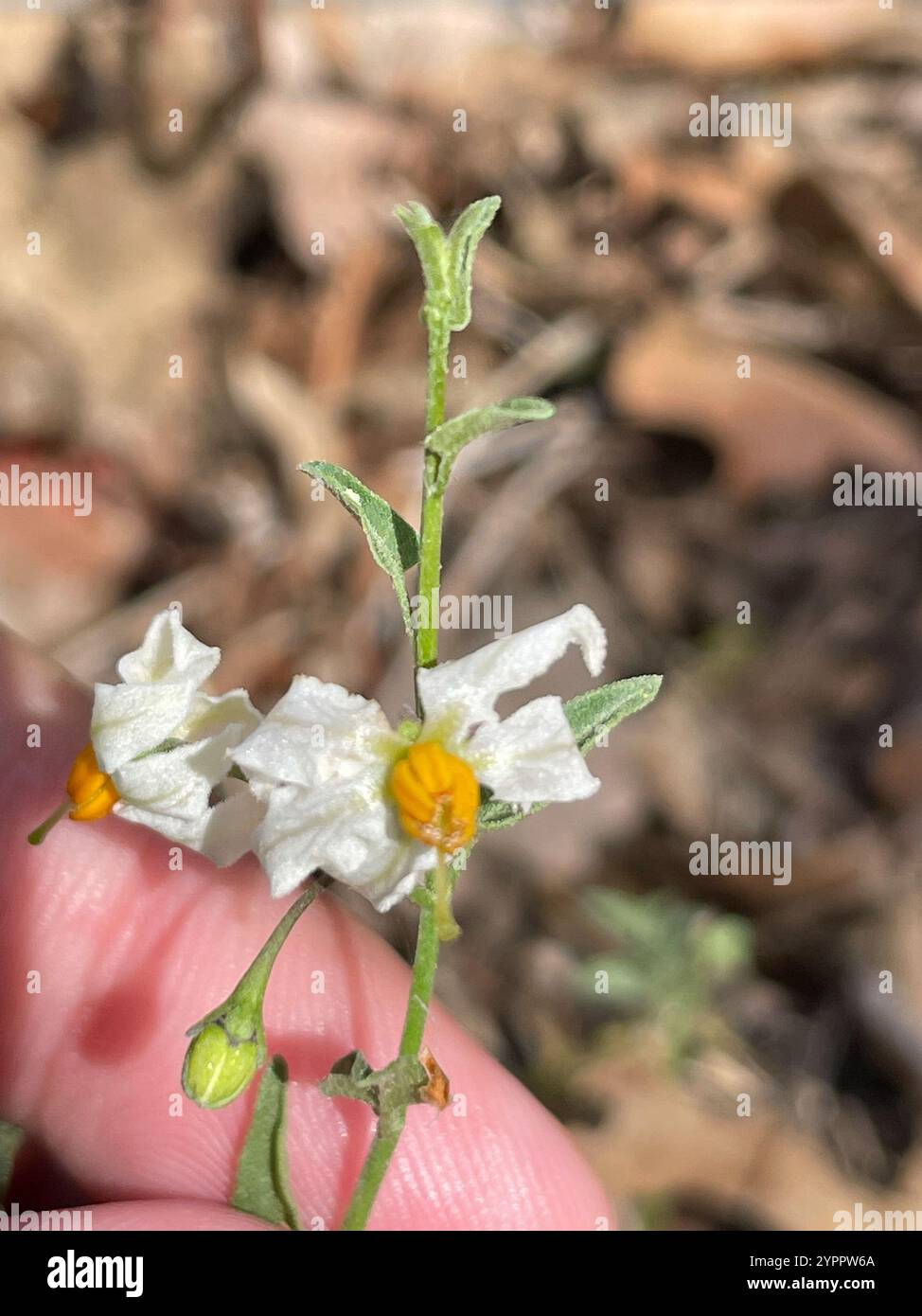 Texas nightshade (Solanum triquetrum Stock Photo - Alamy
