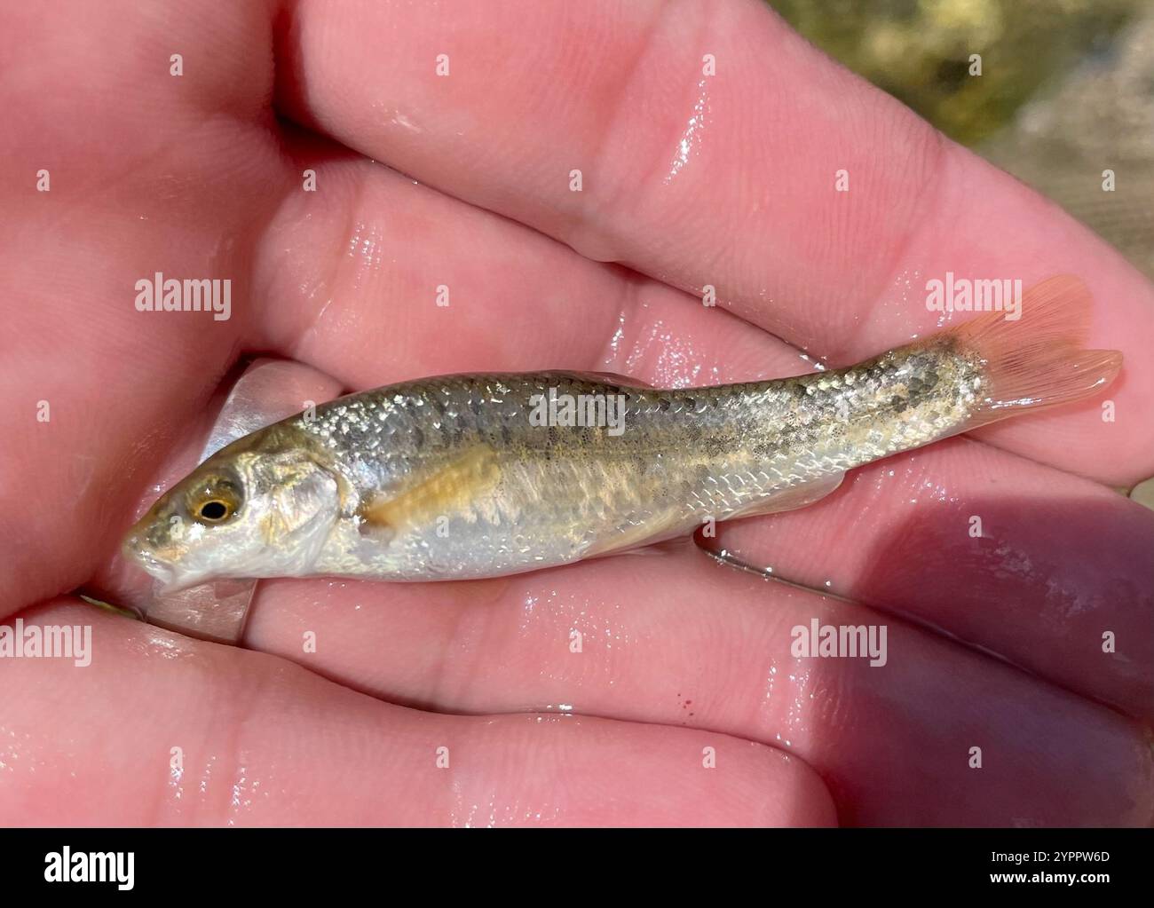 Central Stoneroller (Campostoma anomalum Stock Photo - Alamy