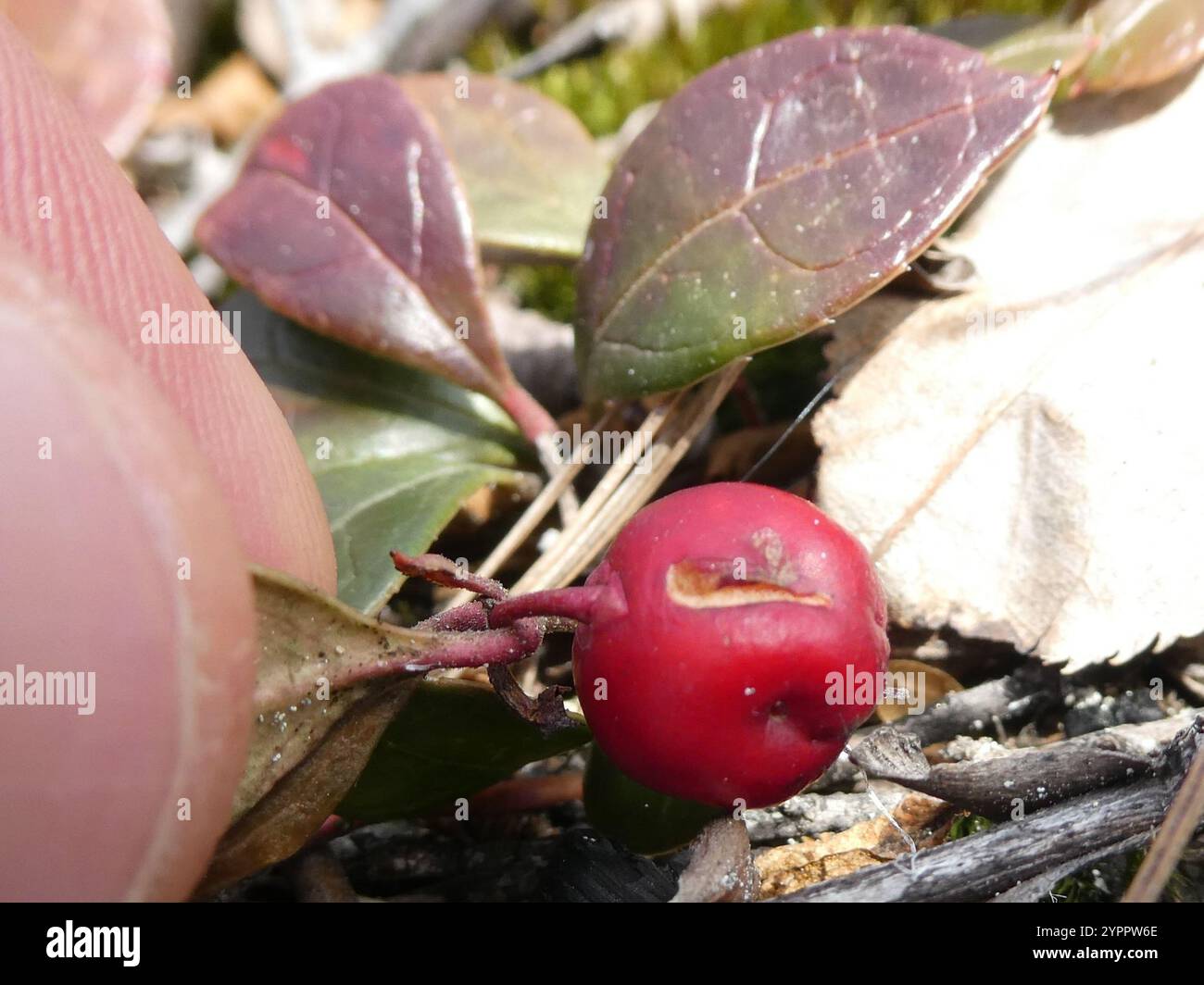 Eastern Teaberry (Gaultheria procumbens Stock Photo - Alamy