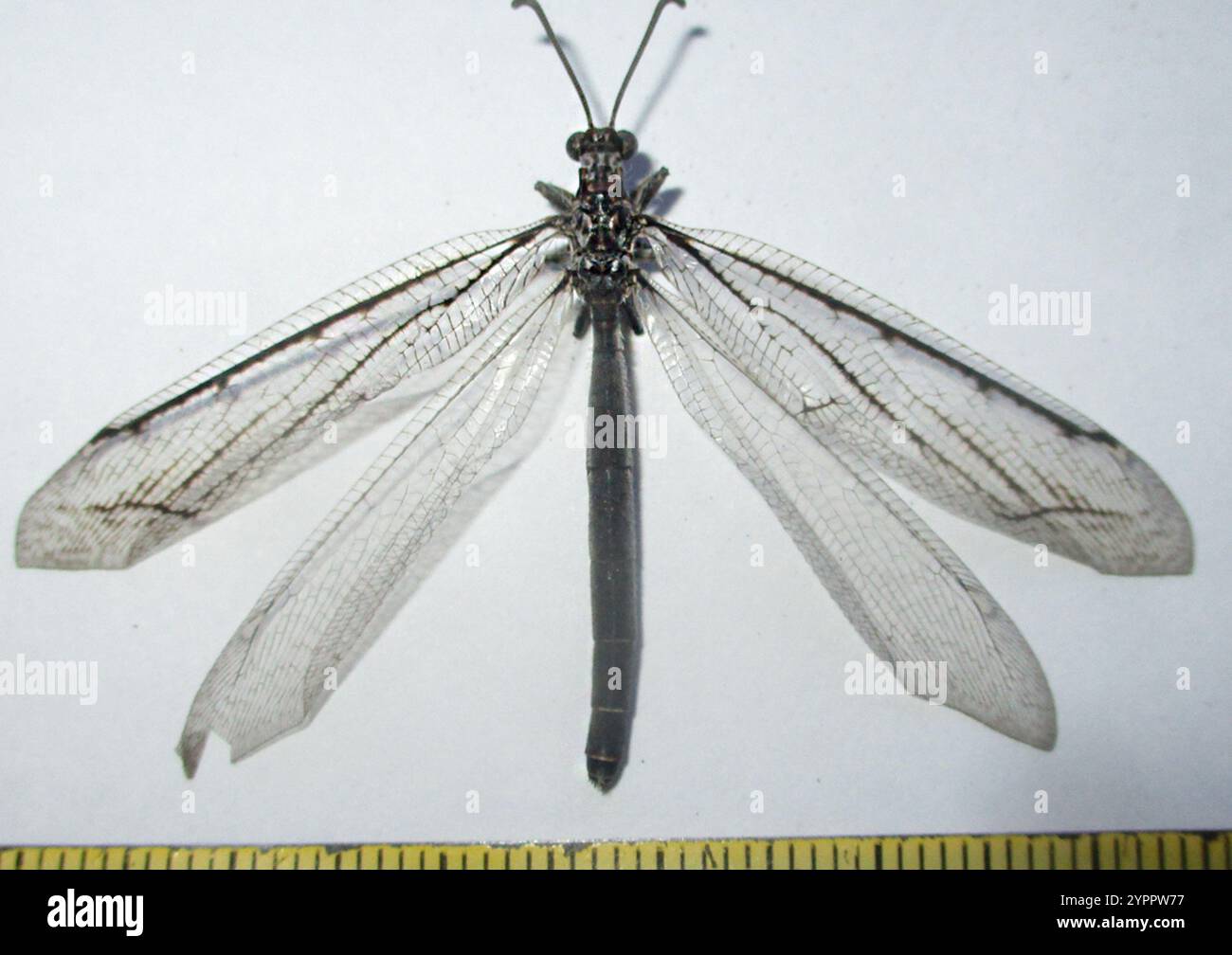 Pit trapping antlions hi-res stock photography and images - Alamy