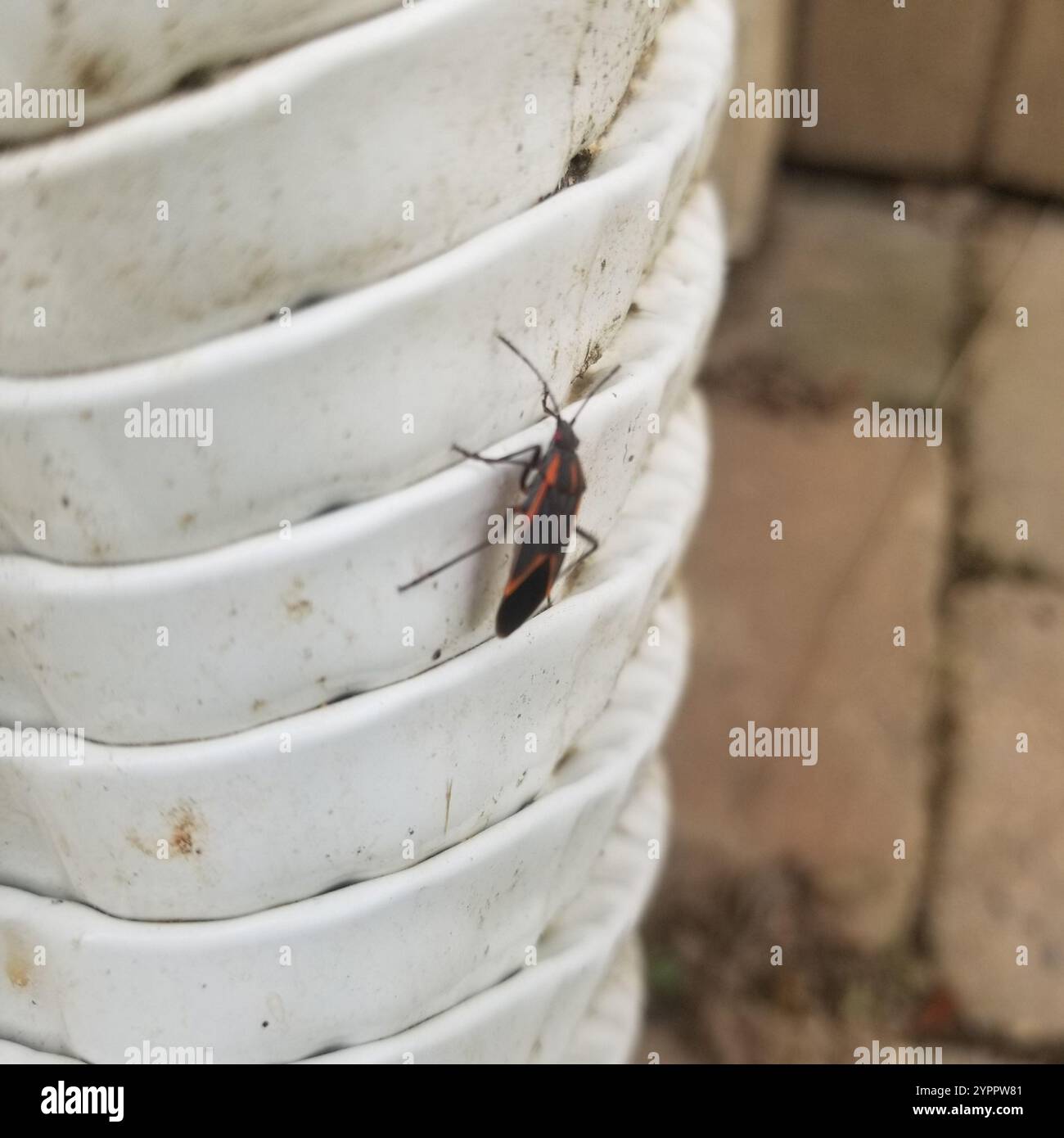 Eastern Boxelder Bug (Boisea trivittata Stock Photo - Alamy