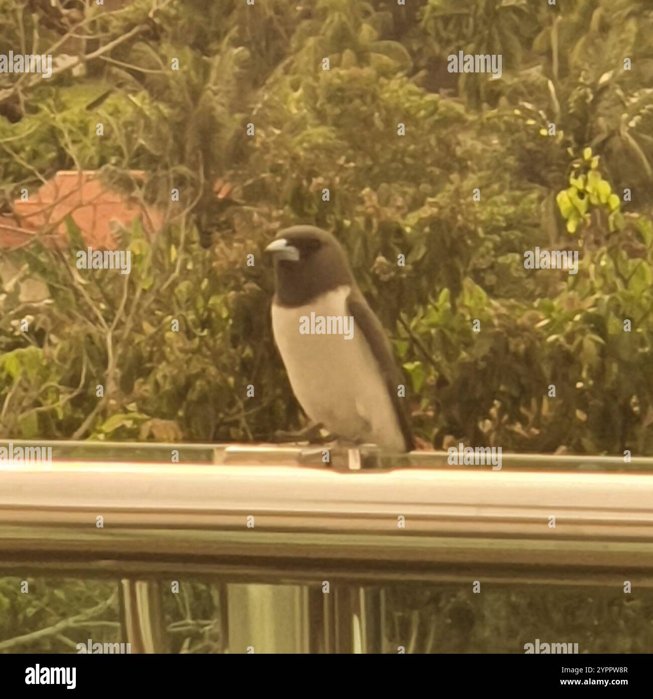 White-breasted Woodswallow (Artamus leucorynchus Stock Photo - Alamy