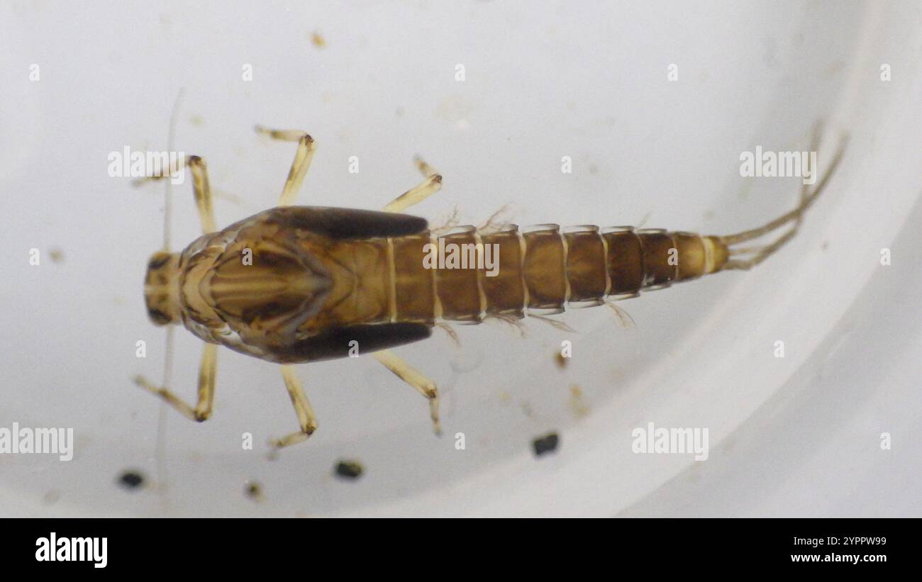 Small Mayflies (Baetidae Stock Photo - Alamy