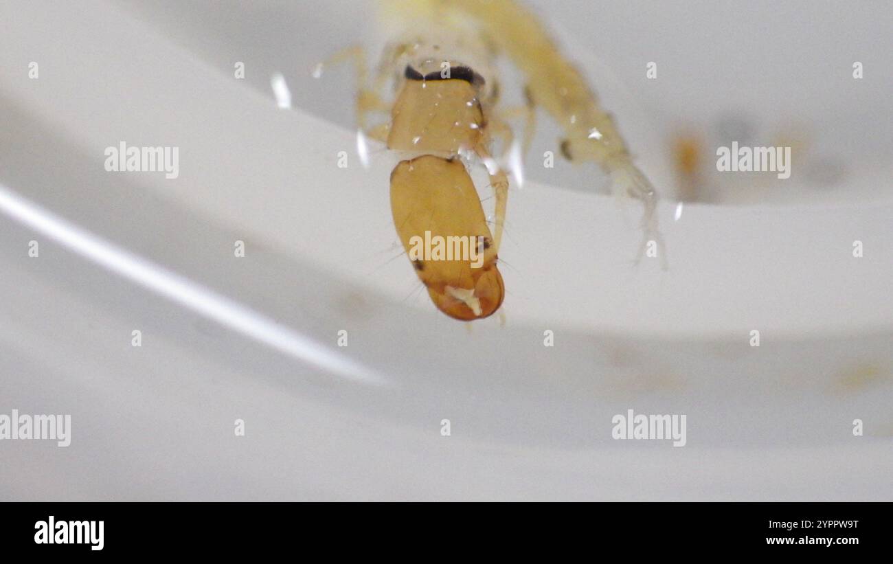 Little Black Caddisflies (Chimarra Stock Photo - Alamy