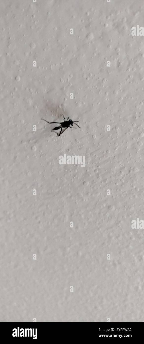 Blue-eyed Ensign Wasp (Evania appendigaster Stock Photo - Alamy