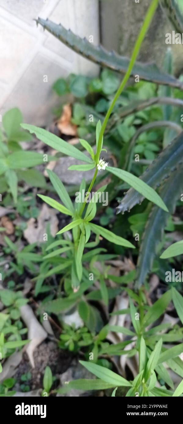 shrubby false buttonweed (Spermacoce verticillata Stock Photo - Alamy