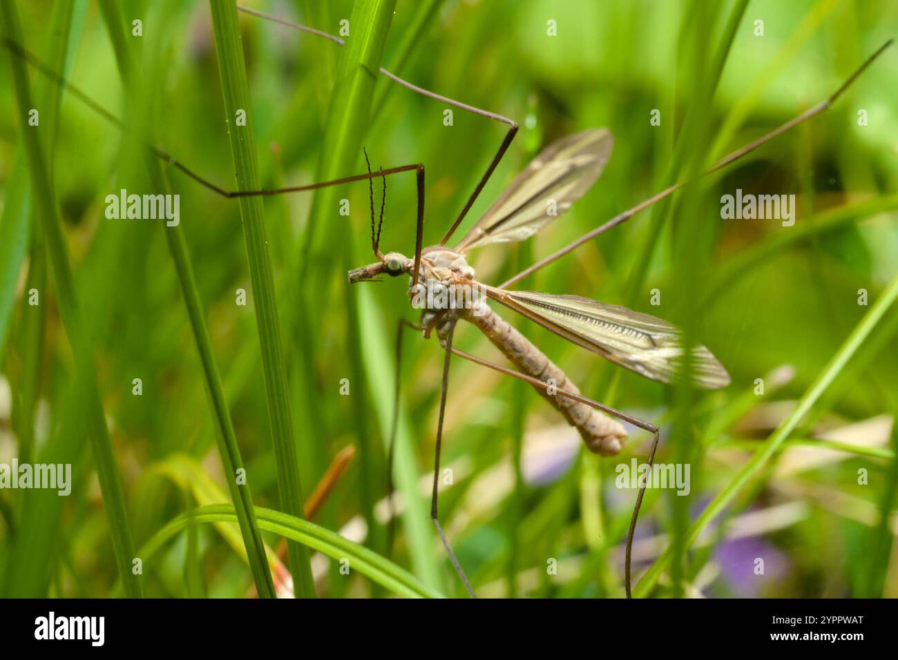 Common Crane Flies (Tipula Stock Photo - Alamy