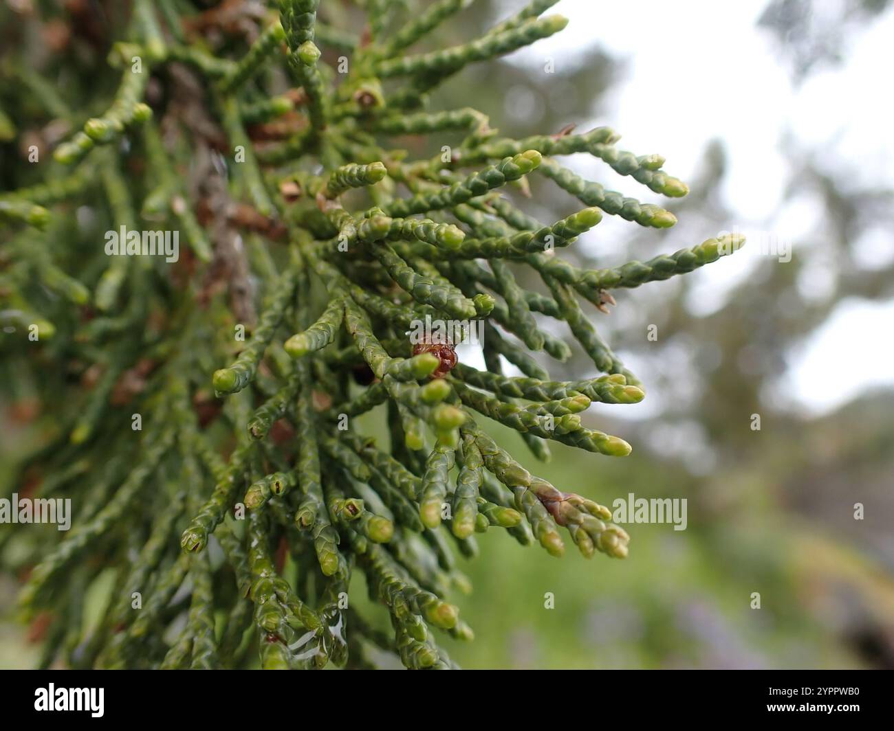 Seaside Juniper (Juniperus maritima Stock Photo - Alamy