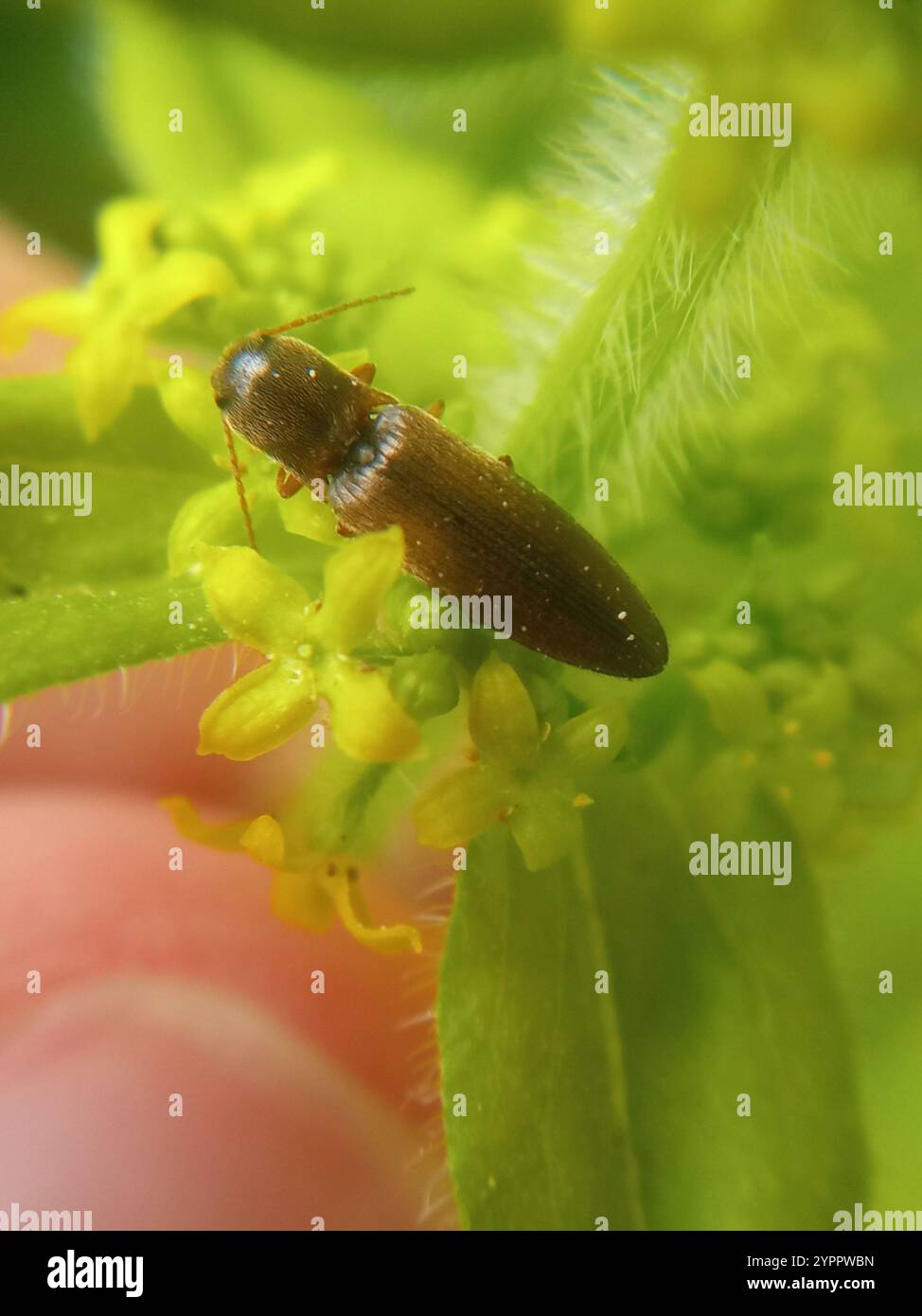 Click Beetles (Elateridae Stock Photo - Alamy