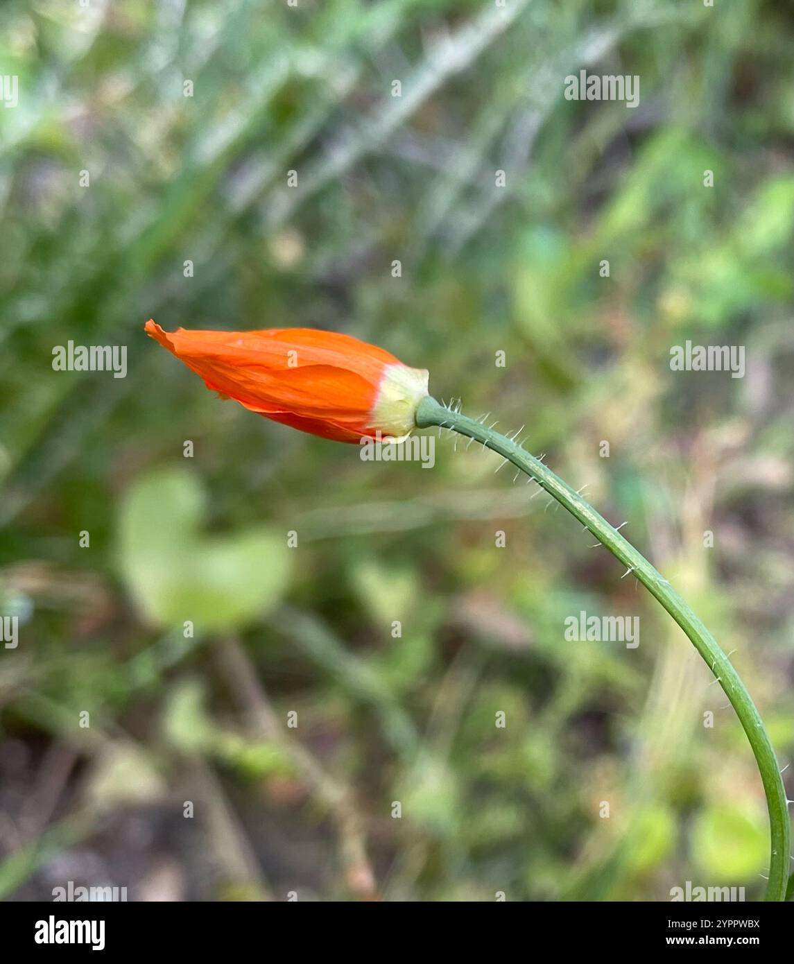 fire poppy (Papaver californicum Stock Photo - Alamy