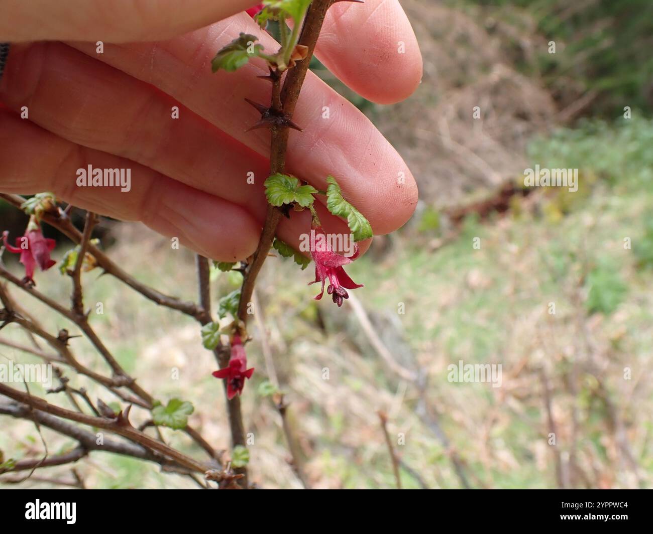 gummy gooseberry (Ribes lobbii Stock Photo - Alamy