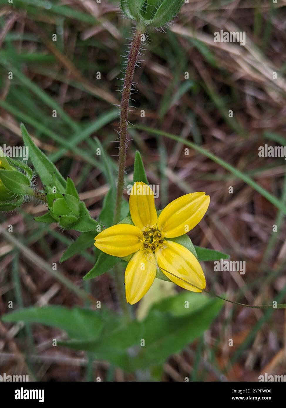 Texas yellow star (Lindheimera texana Stock Photo - Alamy