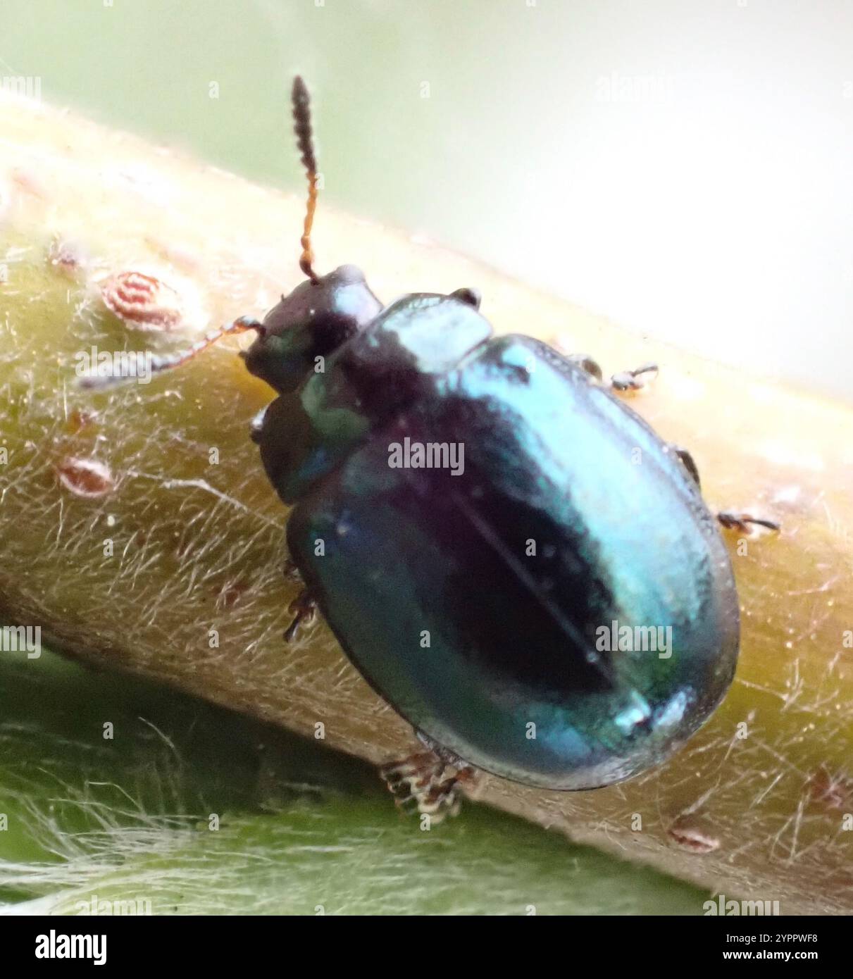 Willow Leaf Beetle (Plagiodera versicolora Stock Photo - Alamy