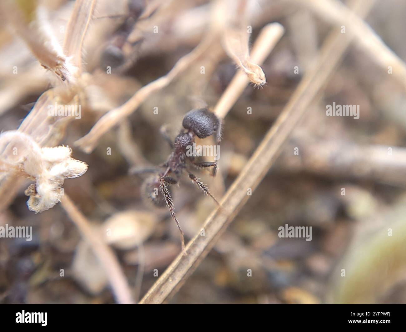 Andre's Harvester Ant (Veromessor andrei Stock Photo - Alamy