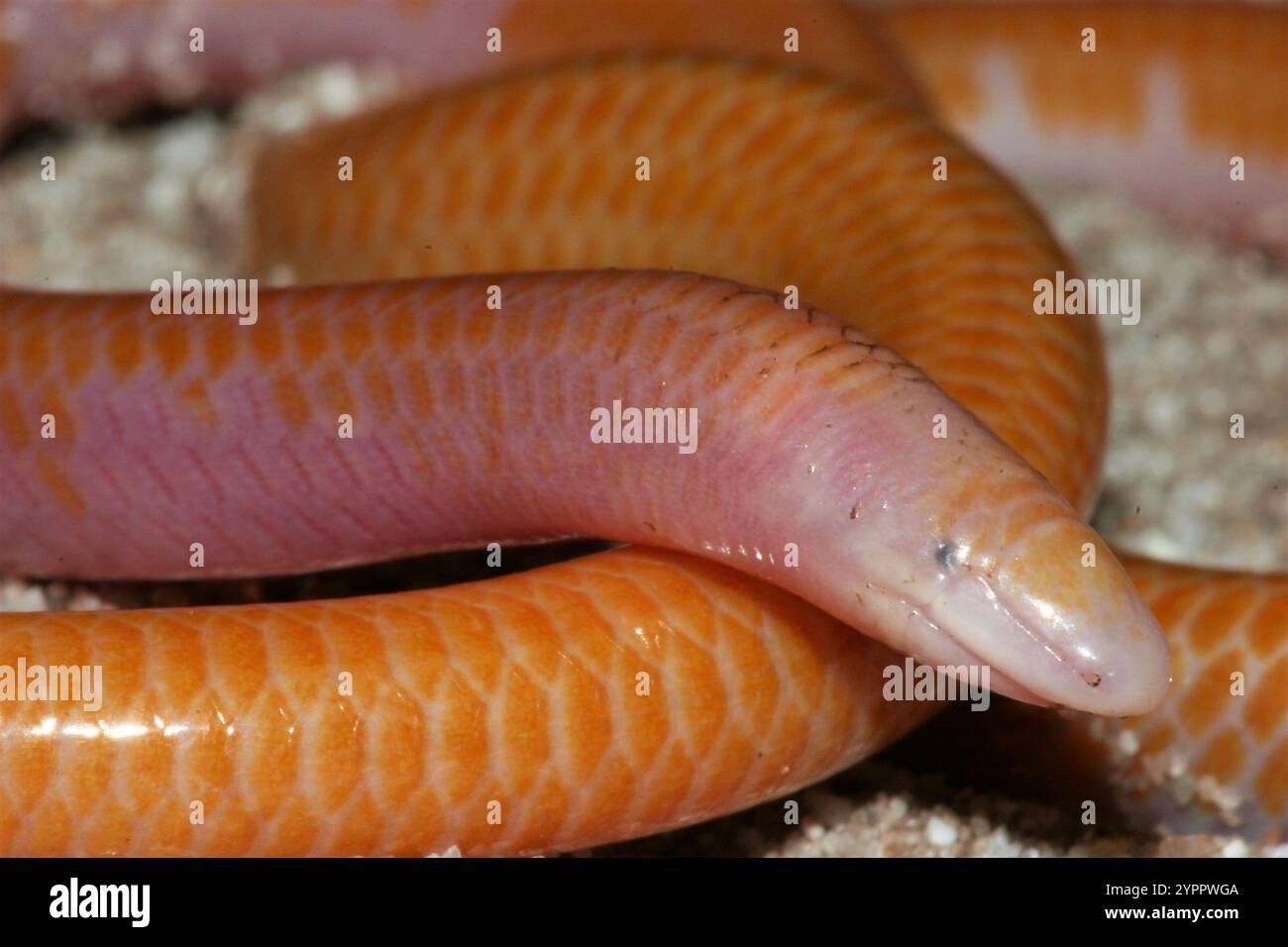 Cuvier's Blind Legless Skink (Typhlosaurus caecus Stock Photo - Alamy