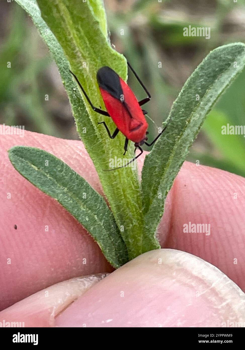 Mountain Laurel Scarlet Mirid (Lopidea major Stock Photo - Alamy