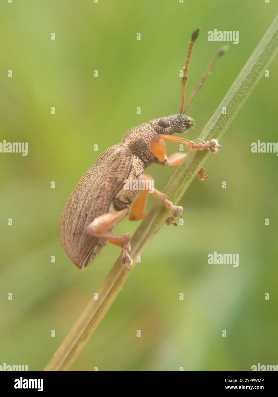 Common Leaf Weevil (Phyllobius pyri Stock Photo - Alamy