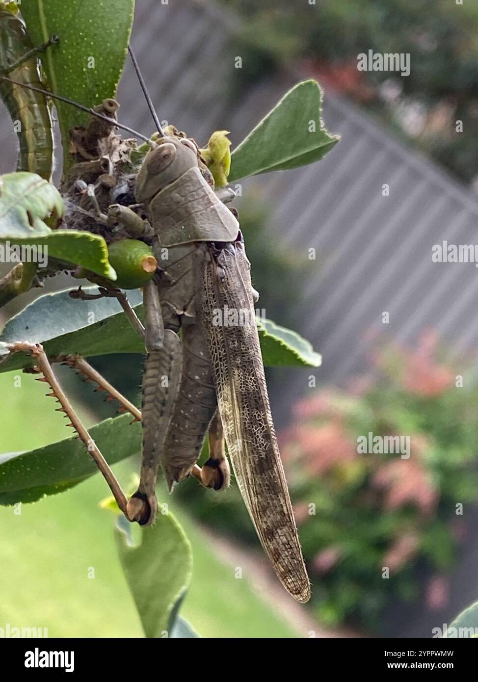 Giant Grasshopper (Valanga irregularis Stock Photo - Alamy