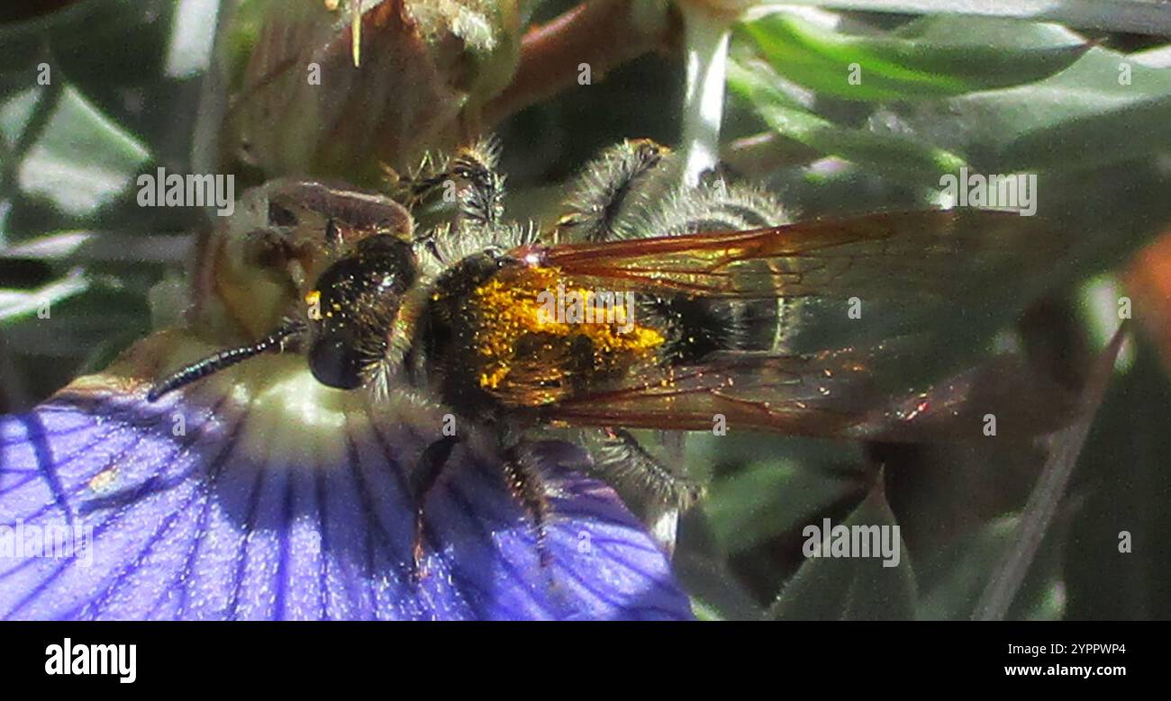 Scoliid Wasps (Scoliidae Stock Photo - Alamy