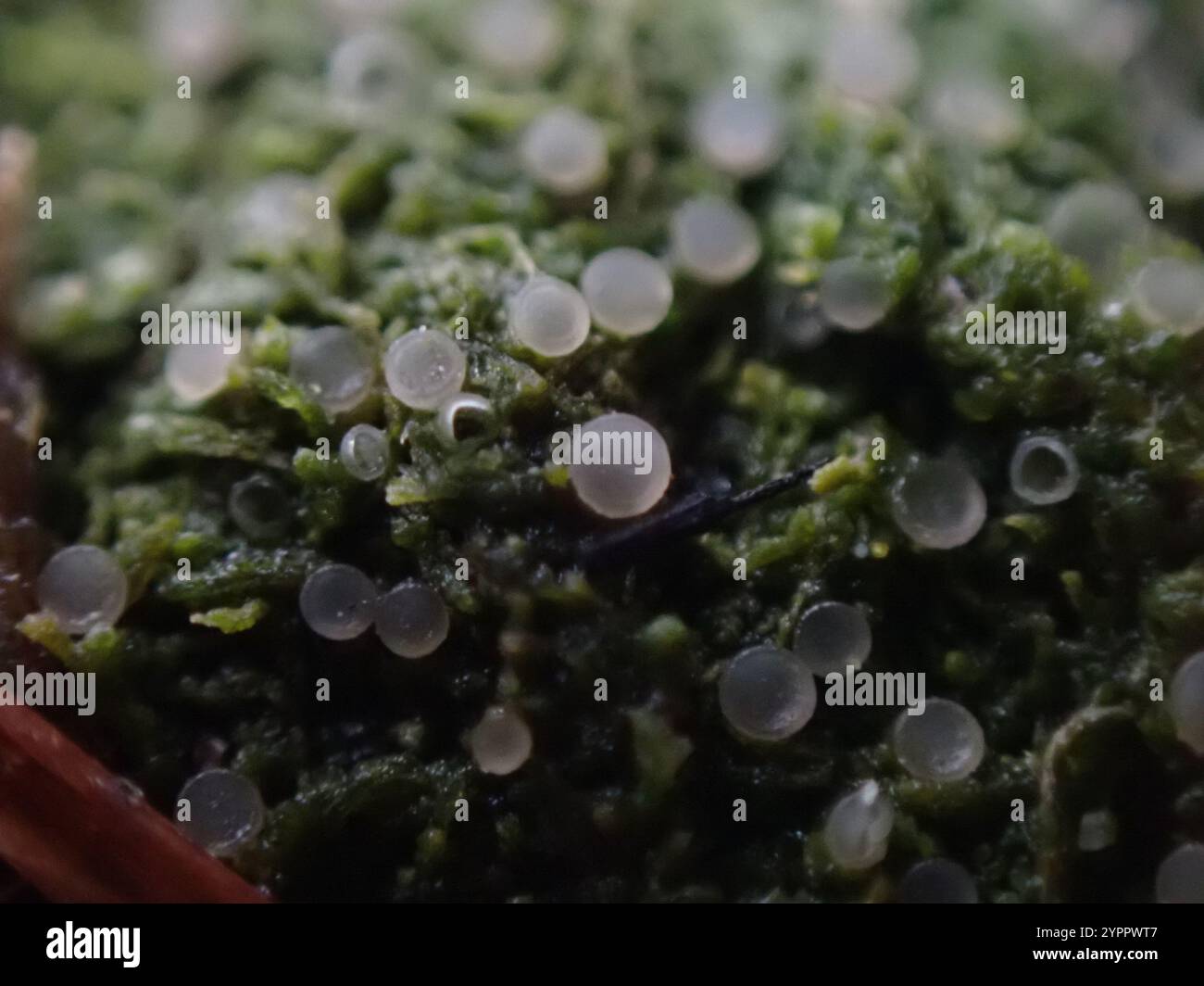 Pink Dimple Lichen (Coenogonium pineti Stock Photo - Alamy