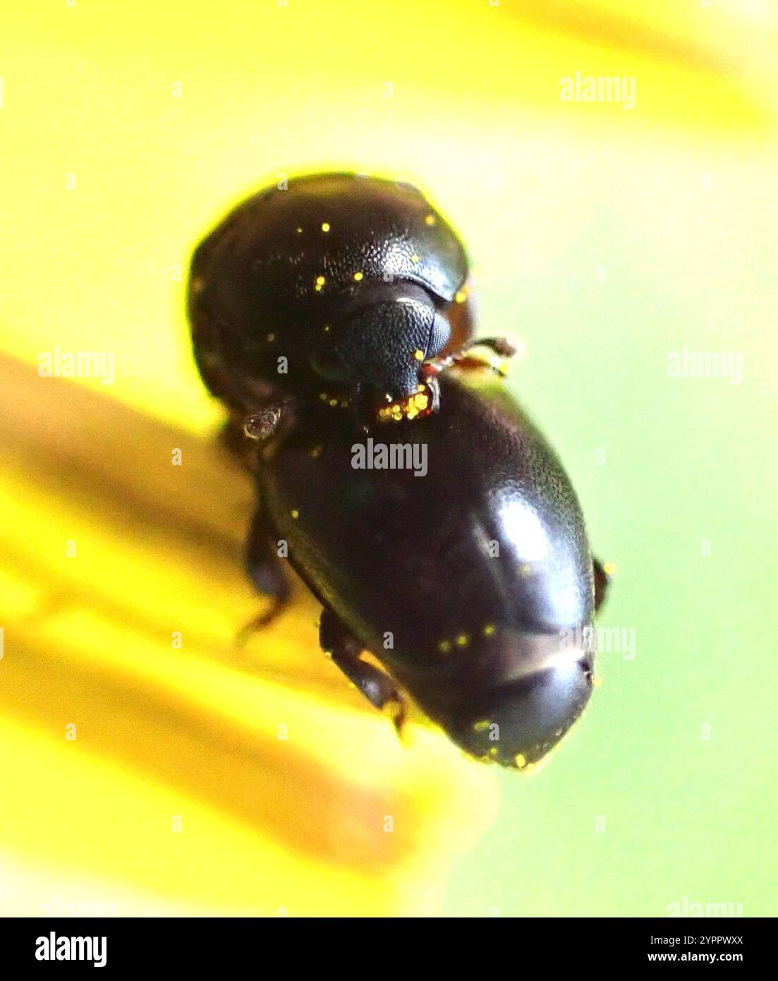 Common Pollen Beetle (Brassicogethes aeneus Stock Photo - Alamy