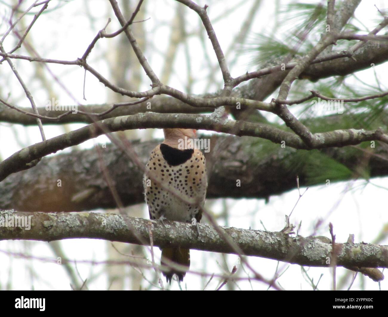 Northern Flicker (Colaptes auratus Stock Photo - Alamy