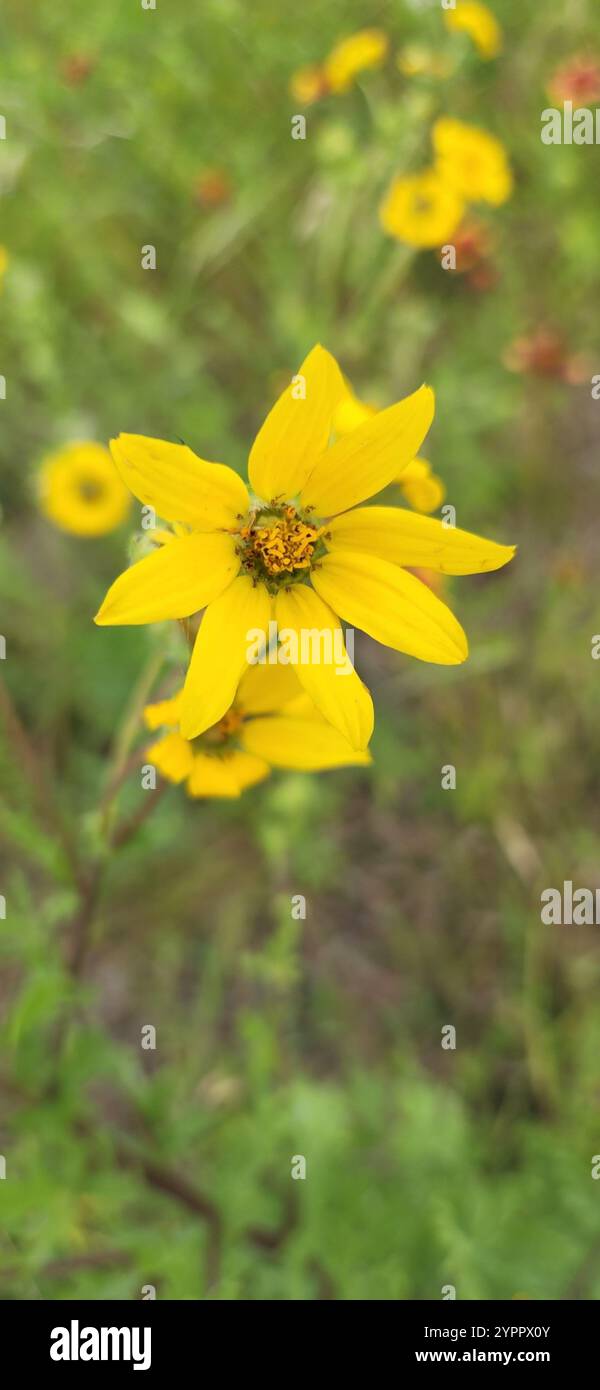 Engelmann daisy (Engelmannia peristenia Stock Photo - Alamy