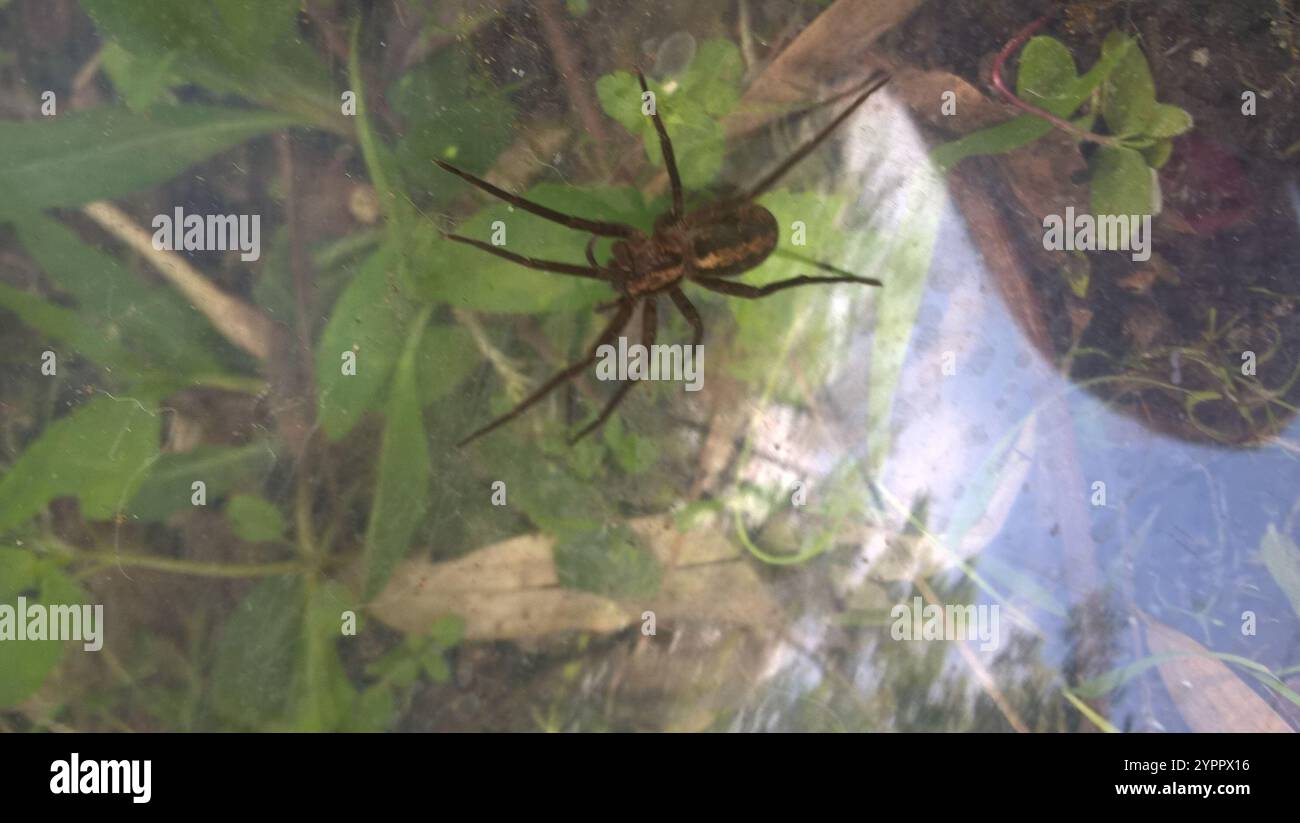 Tropical Wandering Spiders (Ctenus Stock Photo - Alamy
