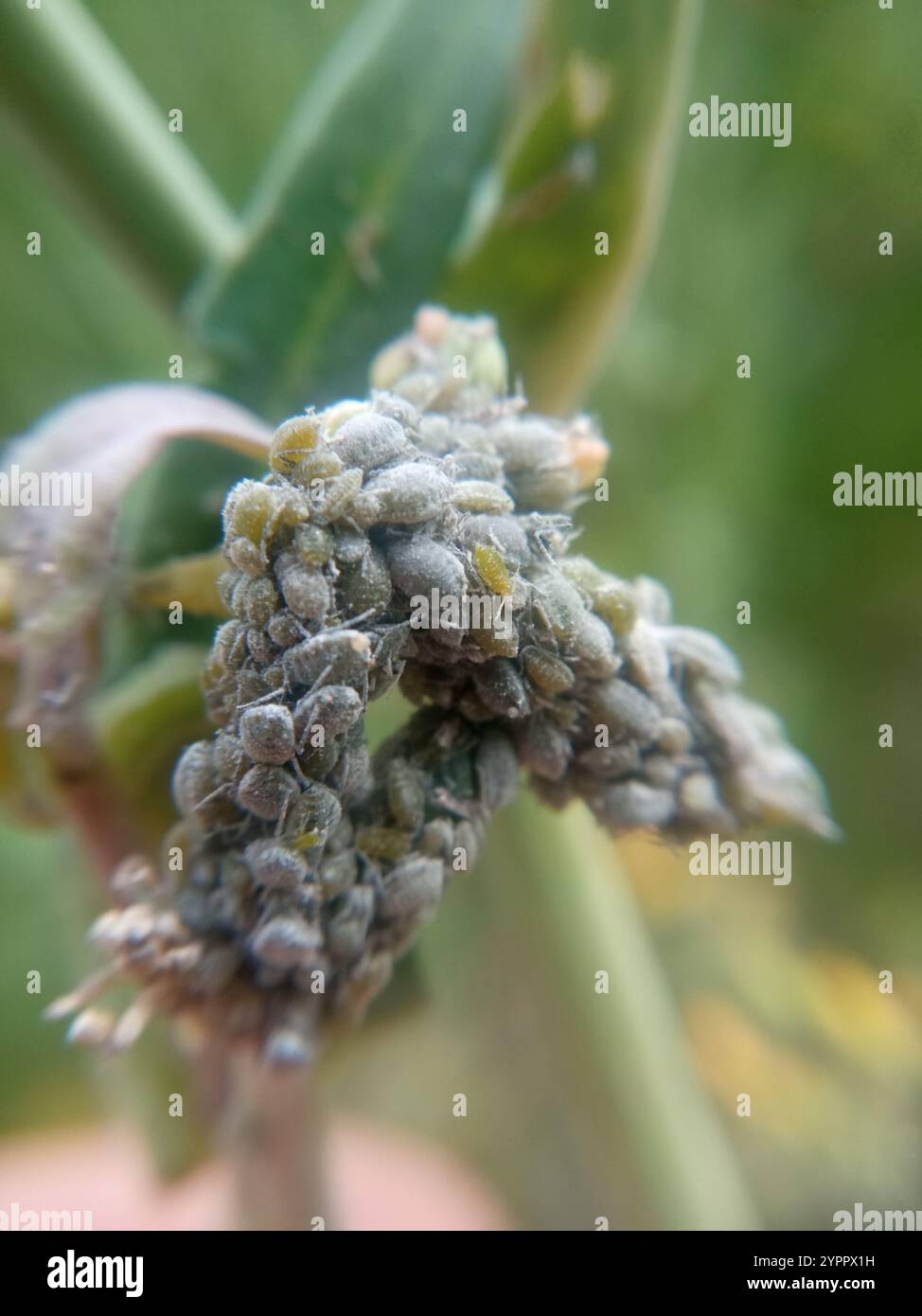 Cabbage Aphid (Brevicoryne brassicae Stock Photo - Alamy