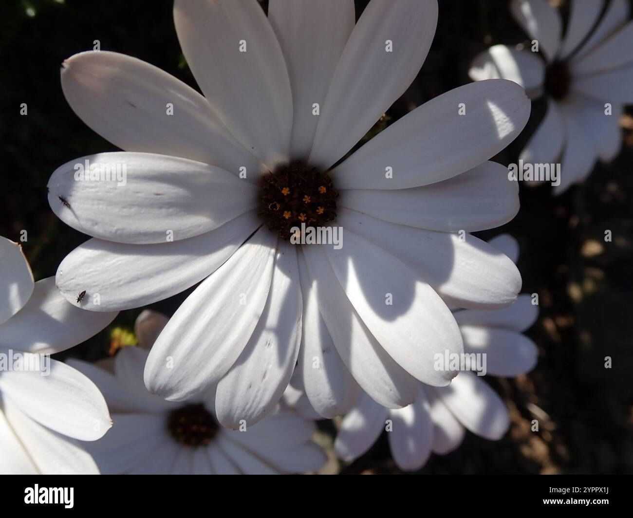 Sticky Rain Daisy (Dimorphotheca cuneata Stock Photo - Alamy