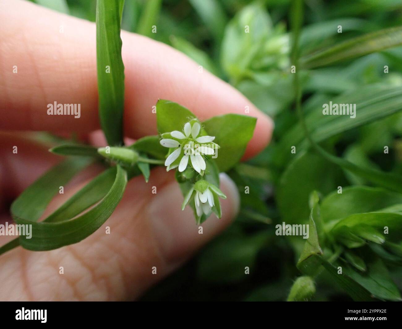common chickweed (Stellaria media Stock Photo - Alamy