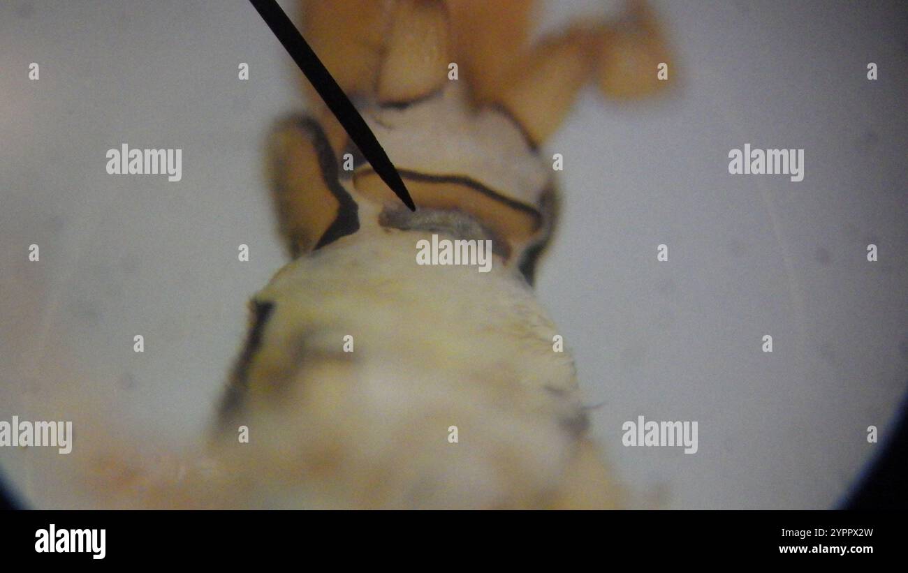 Little Sister Sedges (Cheumatopsyche Stock Photo - Alamy