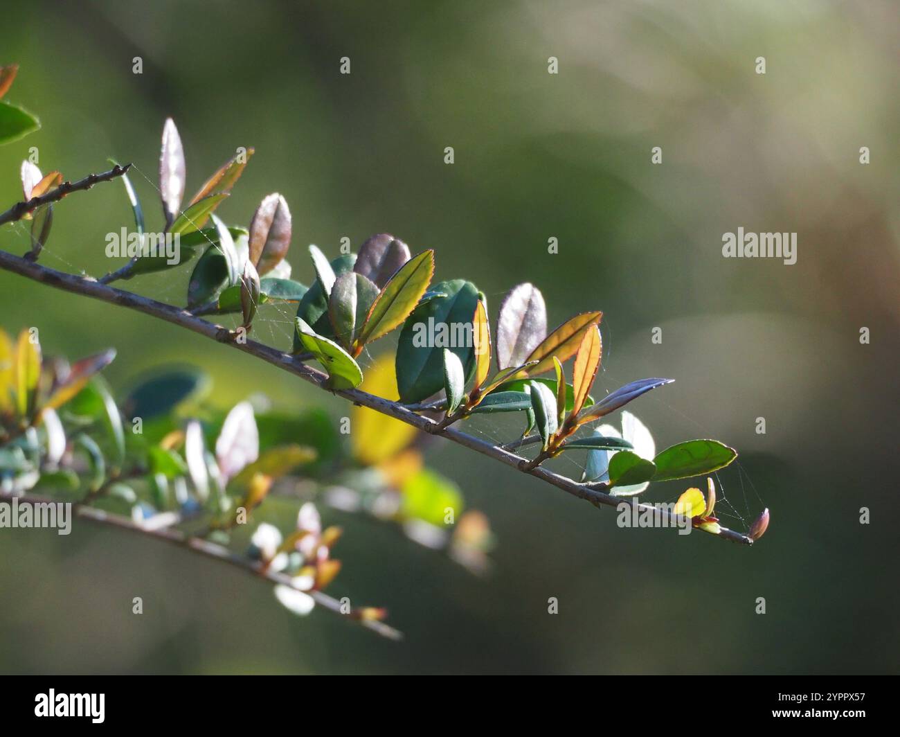 Emarginate hi-res stock photography and images - Alamy