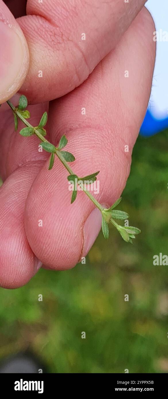 Common Marsh-bedstraw (Galium palustre Stock Photo - Alamy