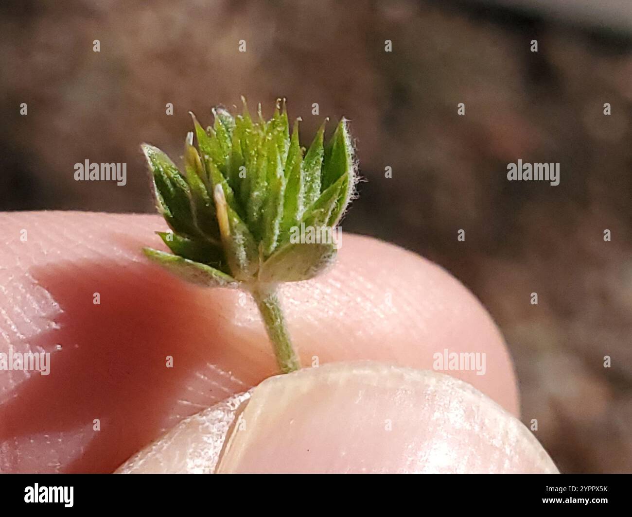 Testiculata hi-res stock photography and images - Alamy