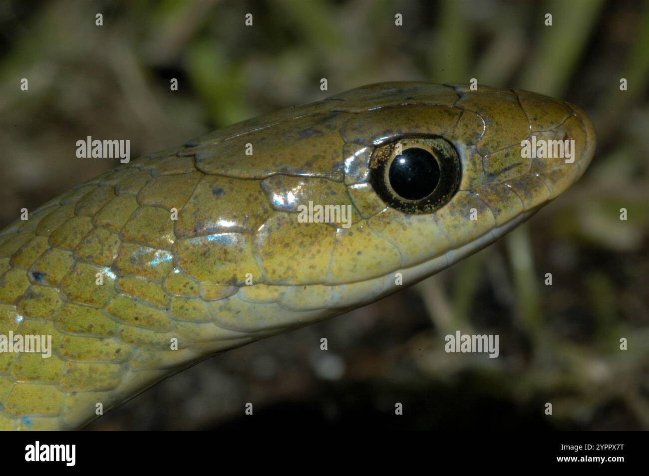 Green Water Snake (Philothamnus hoplogaster Stock Photo - Alamy