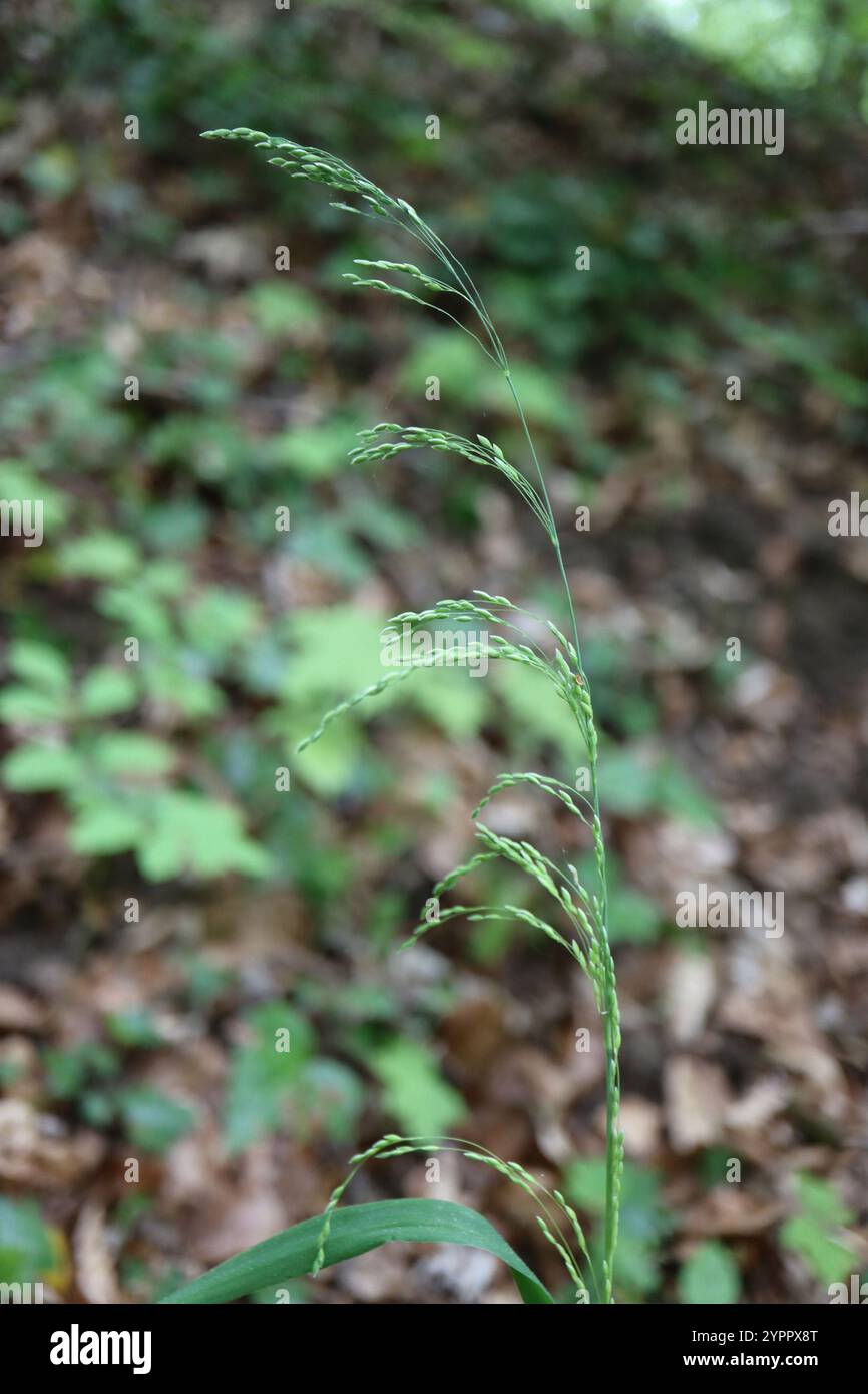 Wood Millet (Milium effusum Stock Photo - Alamy