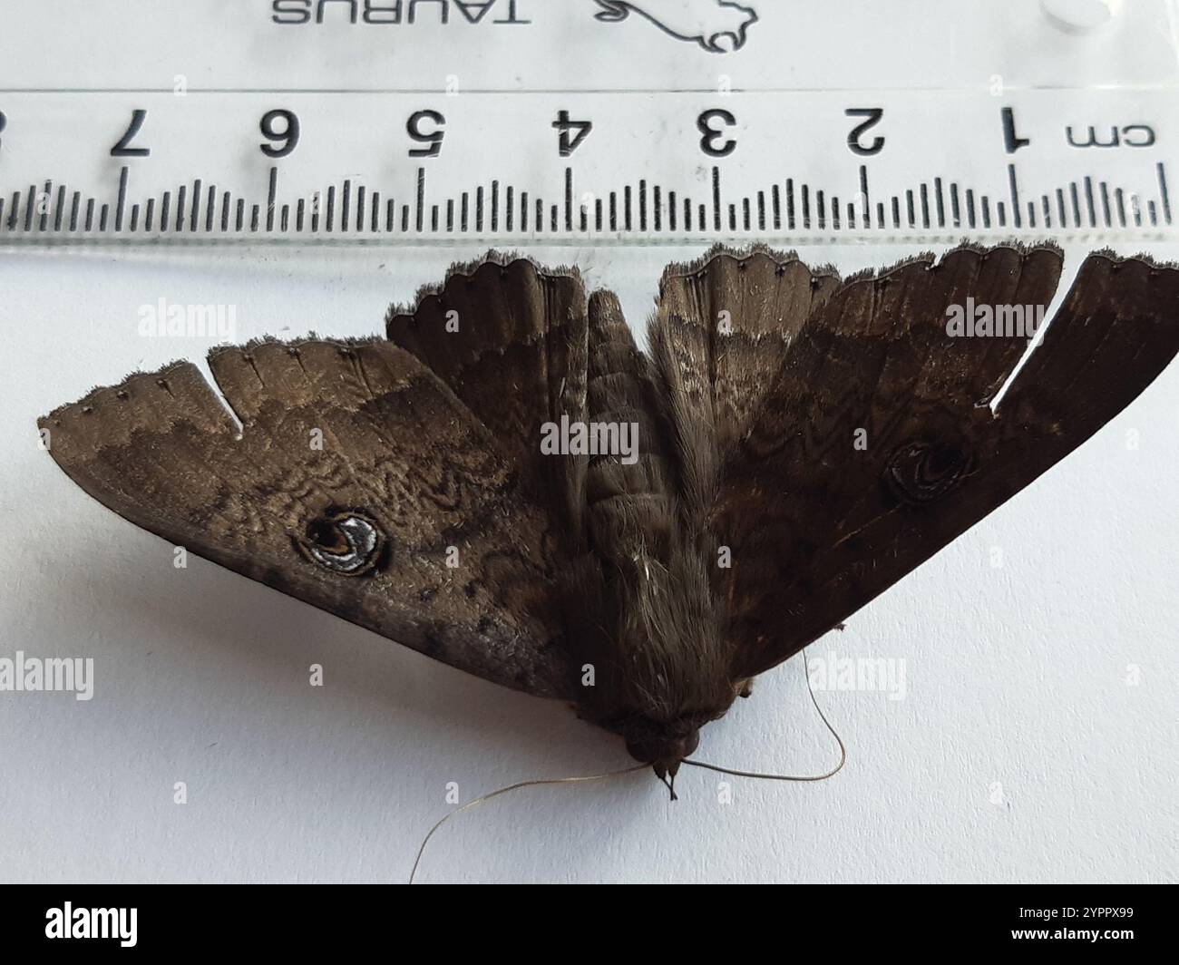 Wattle moth hi-res stock photography and images - Alamy