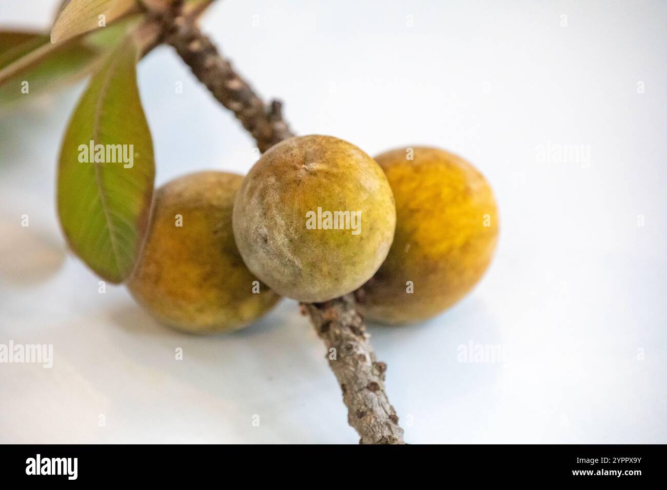 Curriola (Pouteria ramiflora) wild fruit from the Brazilian cerrado ...