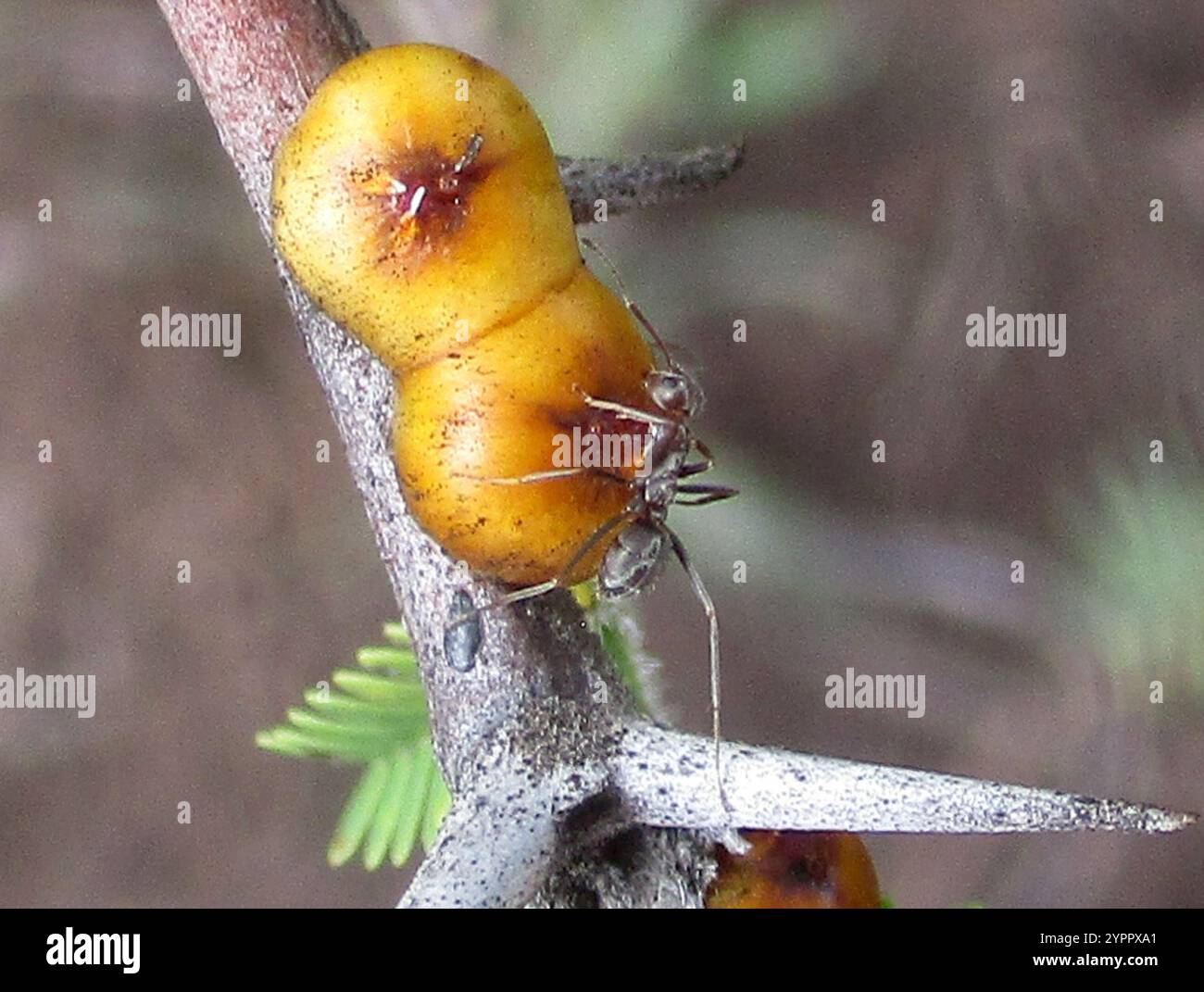 The pugnacious hi-res stock photography and images - Alamy