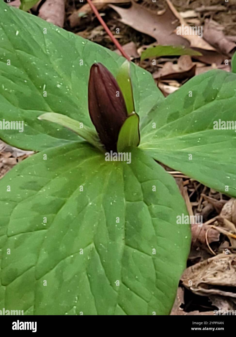 toadshade (Trillium sessile Stock Photo - Alamy