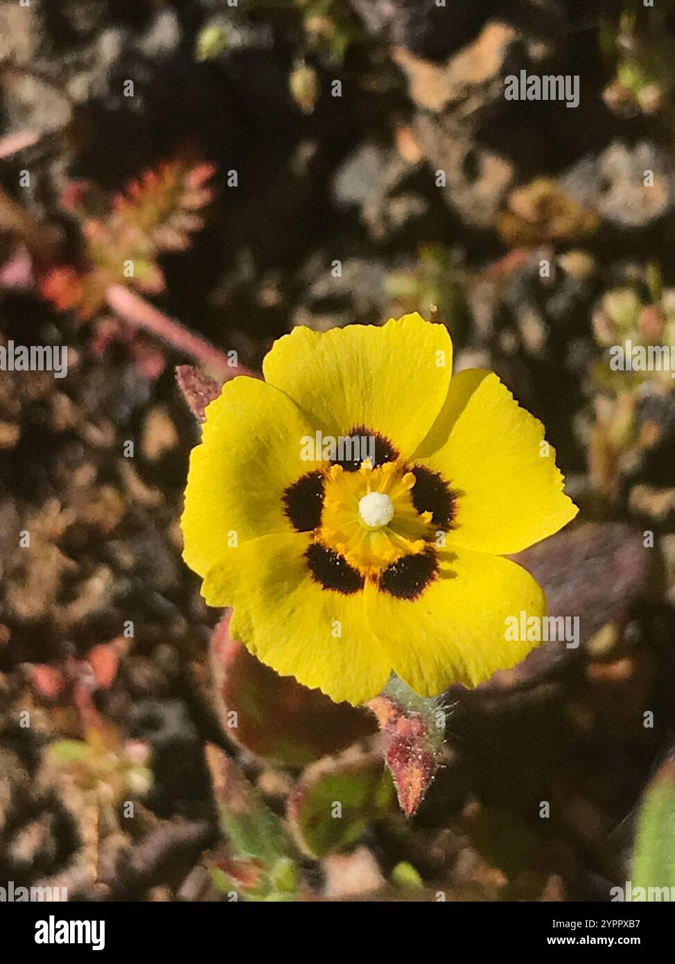 Spotted Rock-rose (Tuberaria guttata Stock Photo - Alamy