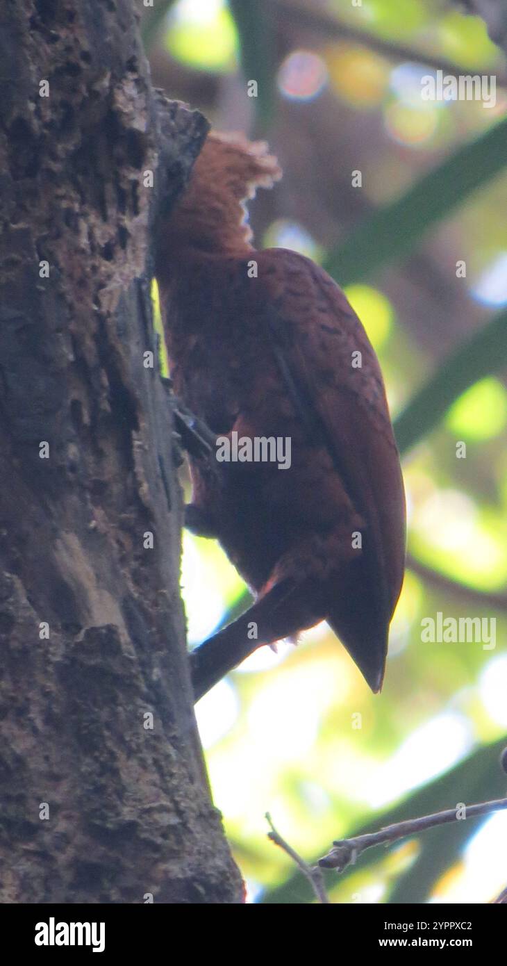 Chestnut-colored Woodpecker (Celeus castaneus Stock Photo - Alamy