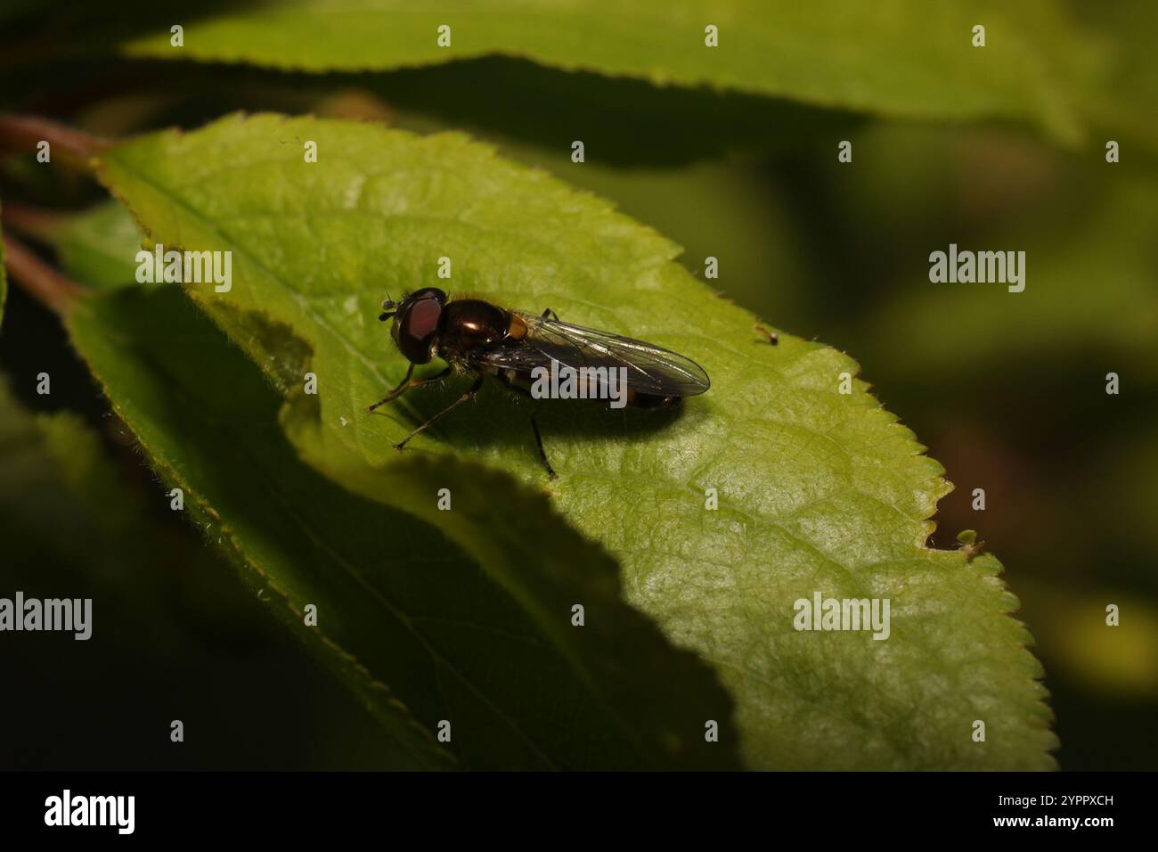 Spotted thintail hi-res stock photography and images - Alamy