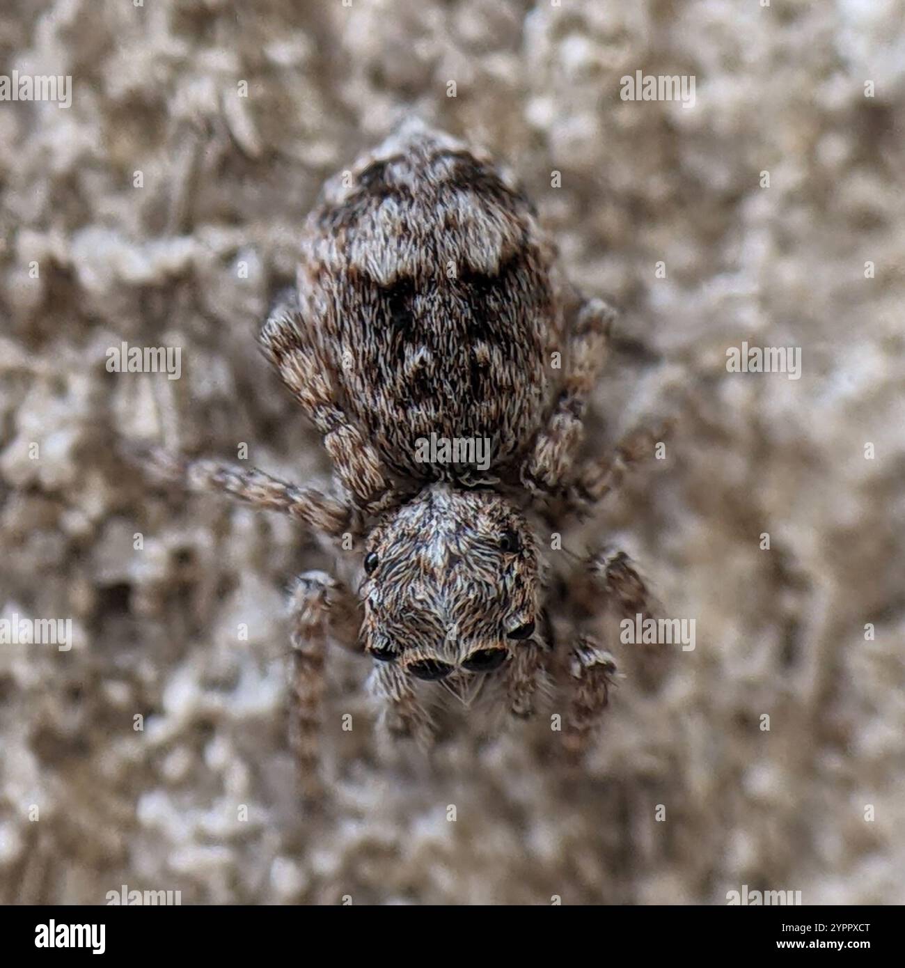 Asiatic spider hi-res stock photography and images - Alamy