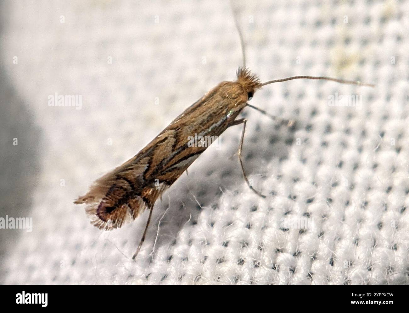 Leaf Blotch Miner Moths (Gracillariidae Stock Photo - Alamy